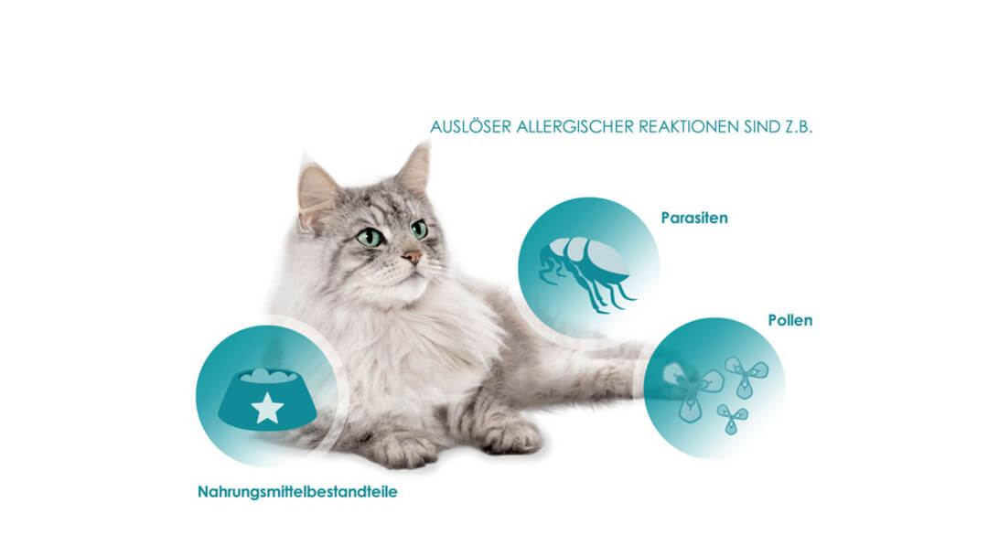 Immunsystem der Katze stärken: so geht’s! | PURINA ONE